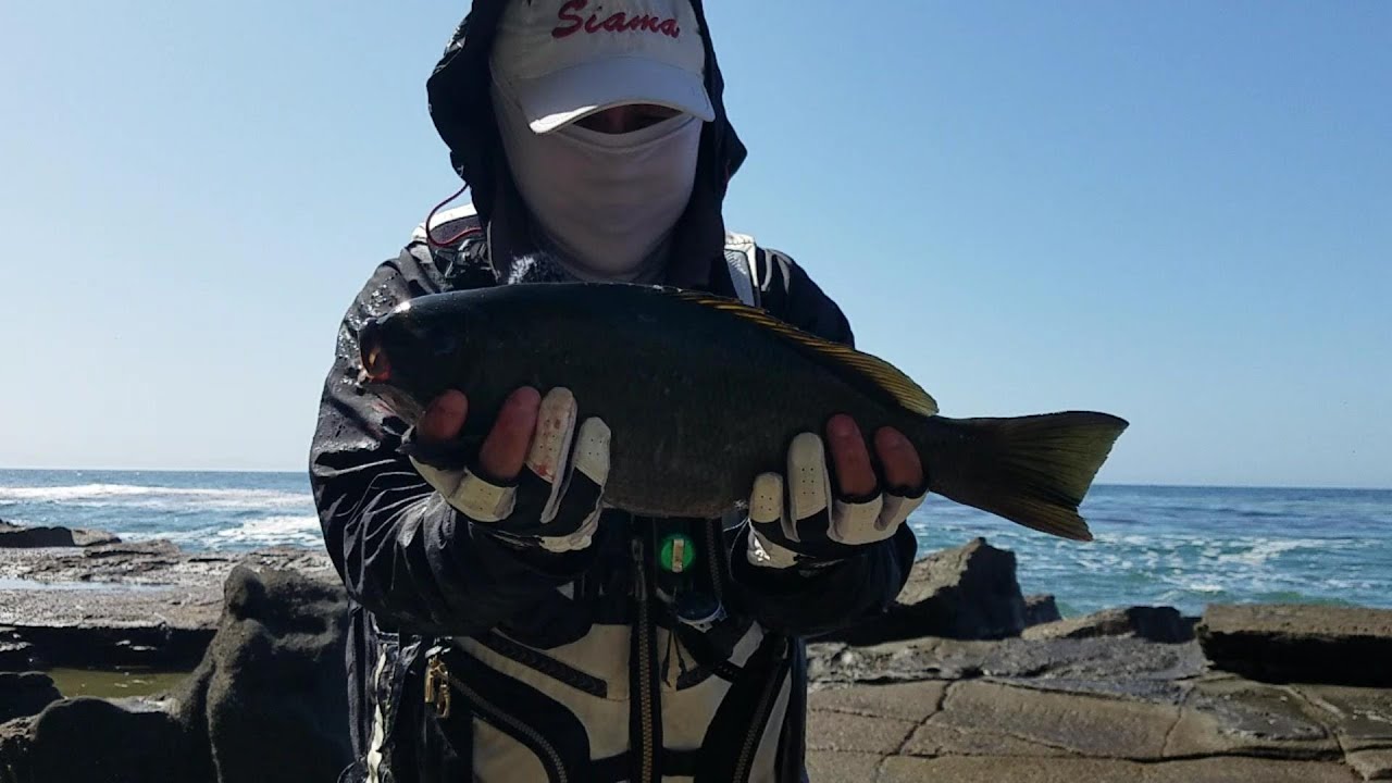 대물벵에돔 만났다~~!!! SIAMA **214 CALIFORNIA OPALEYE FISHING - YouTube