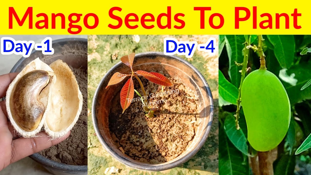 Growing Mango Tree From Seed Within 4 Day's | How To Germinate Mango ...