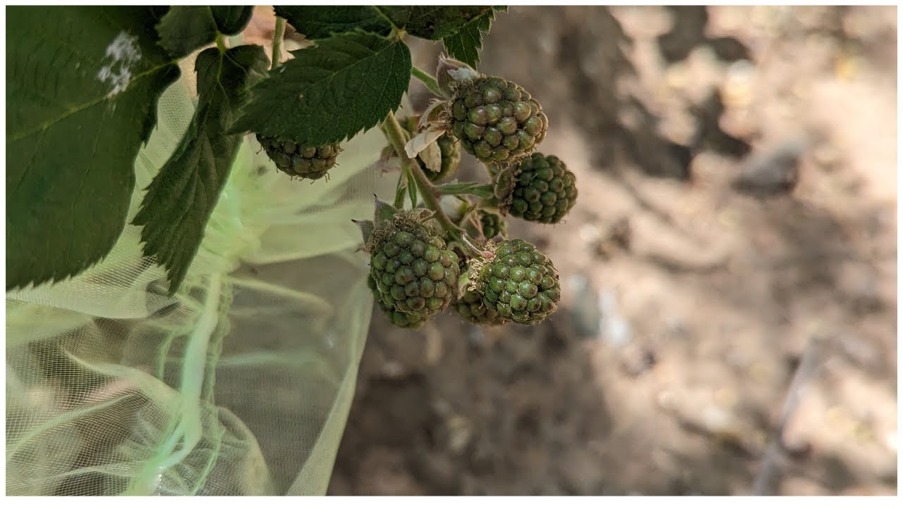 Growing Raspberries, Blackberries, Boysenberries Phoenix AZ Zone 9b ...