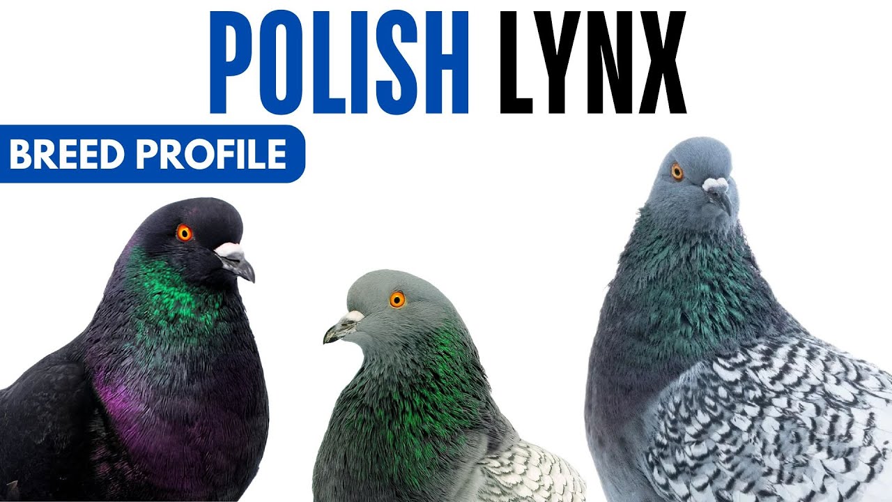 Polish Lynx Pigeon Breed Profile - History - Polish Lynx Pigeon Health ...