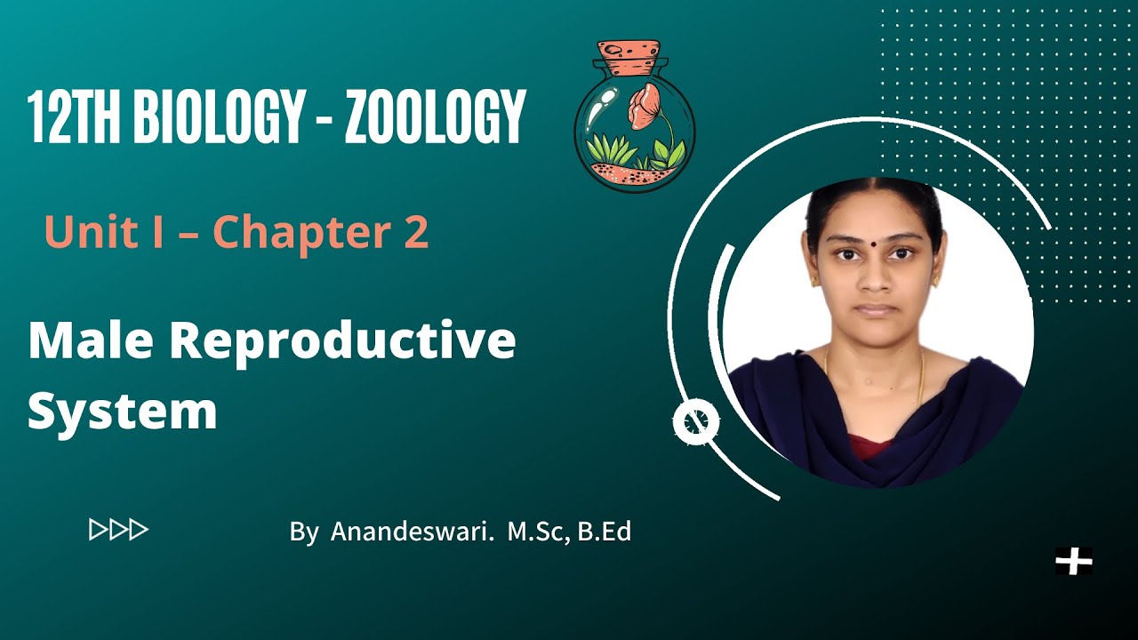 12th Biology Zoology_Male Reproductive System_Unit 1- Chapter 2 - YouTube