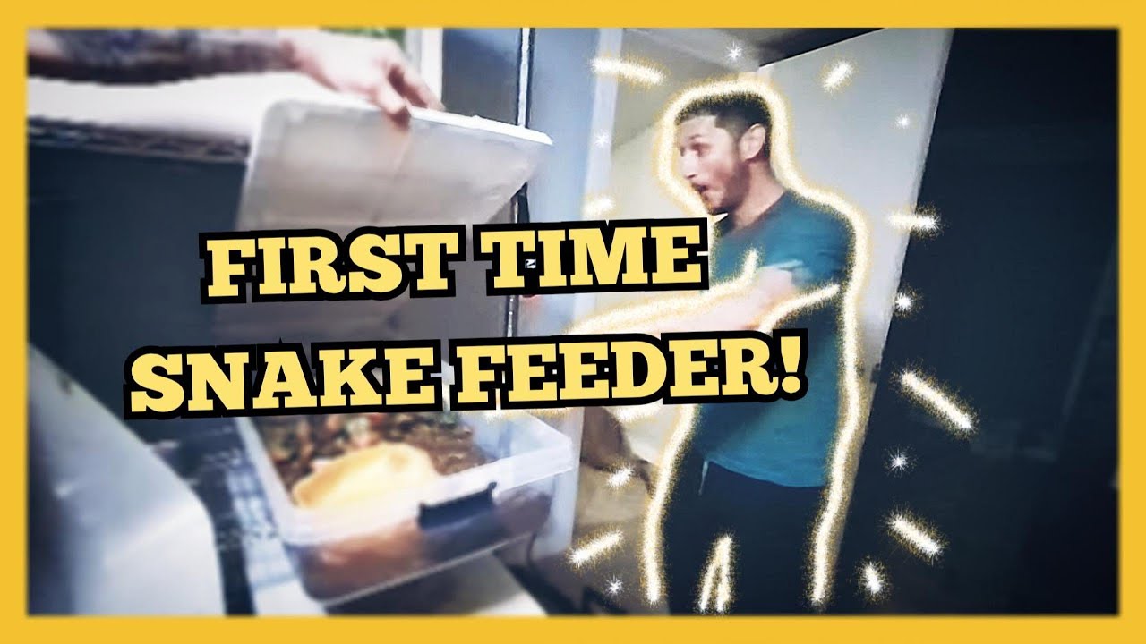 FIRST TIME SNAKE FEEDER! - YouTube