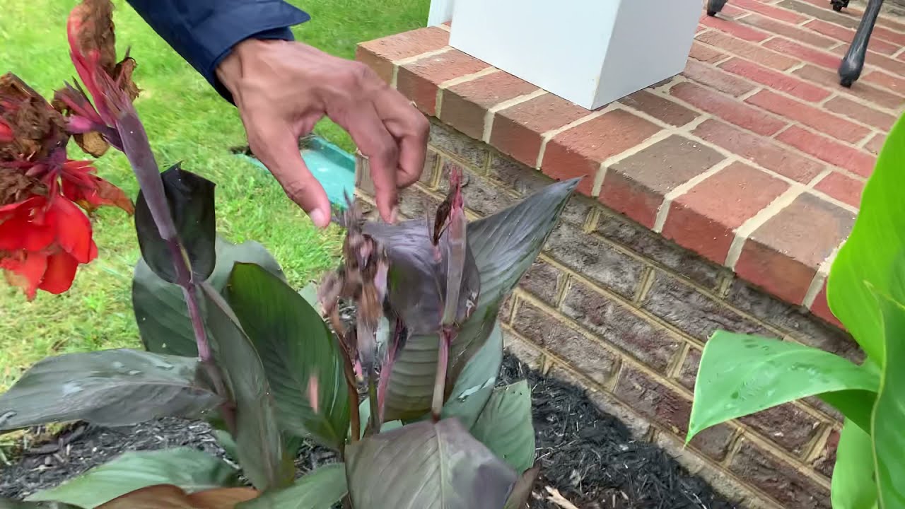 Quick Pruning Job on Canna Lilies! - YouTube