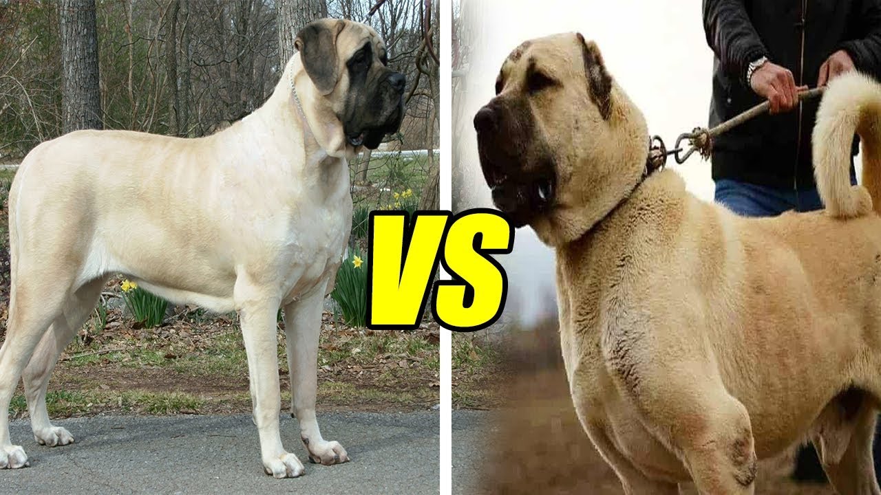 Mastín ingles vs Kangal ¿ CUAL ES MÁS PODEROSO ? - YouTube