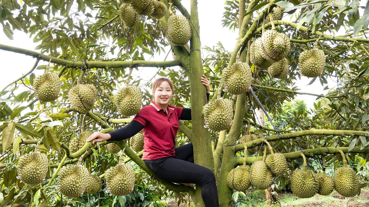 Harvesting Durian for Sale at Hà Farm & Cooking Market Harvest Daily ...