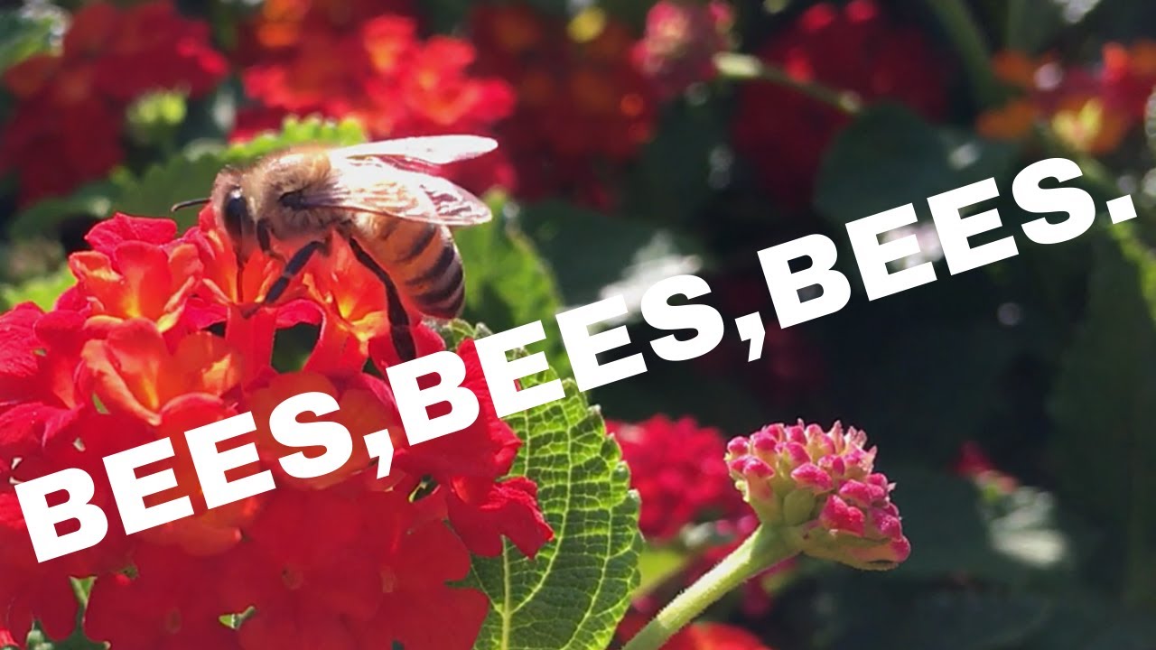 Bees,bees,bees! Bees doing work! - YouTube