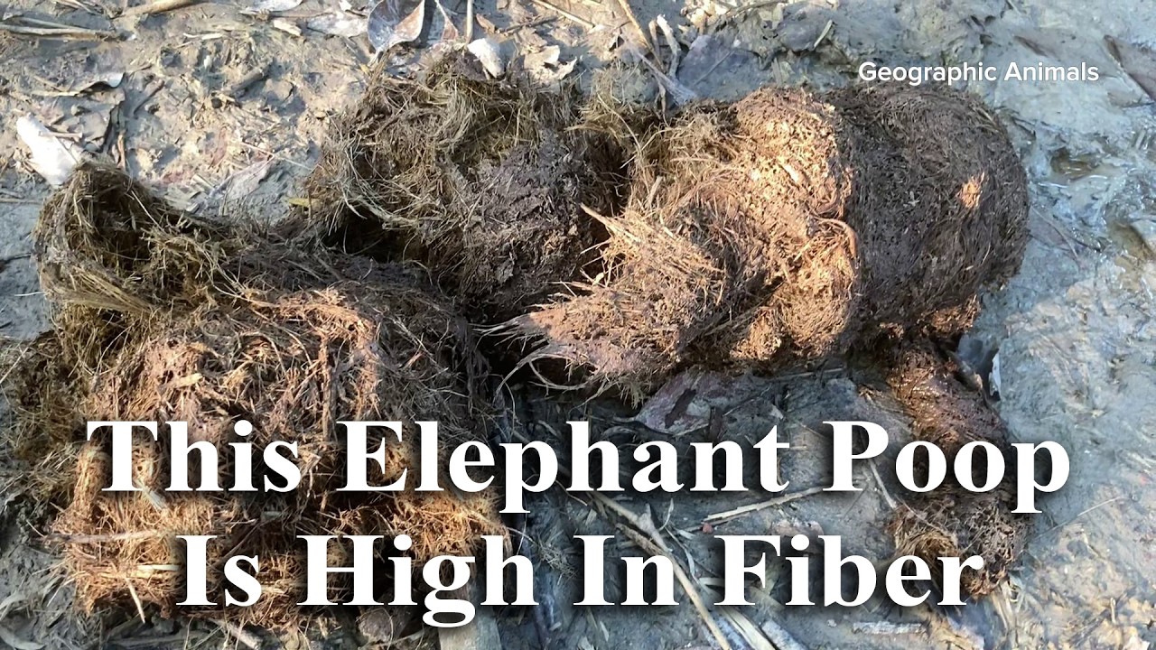 Elephant Poop - This Elephant Poop Is High In Fiber (No Elephant Here ...