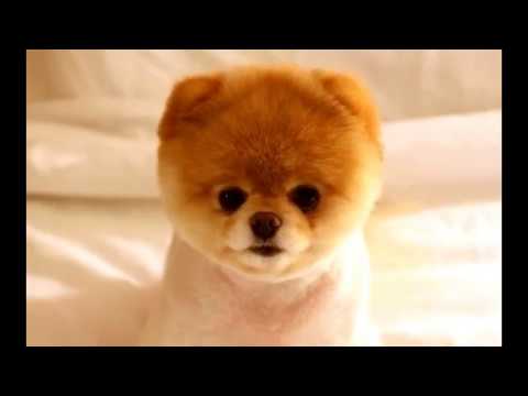 Slayt Gösterim 4/Şirin Hayvanlar