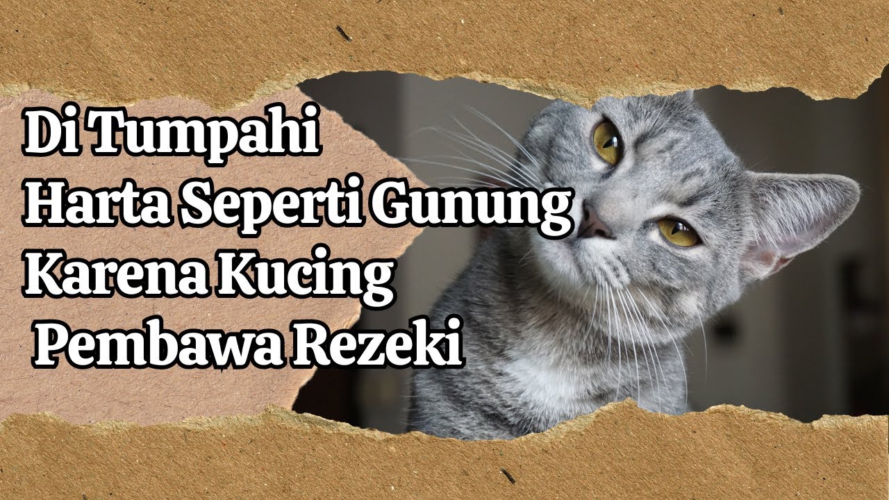 Kucing Kesayangan Pembawa Rezeki? - YouTube