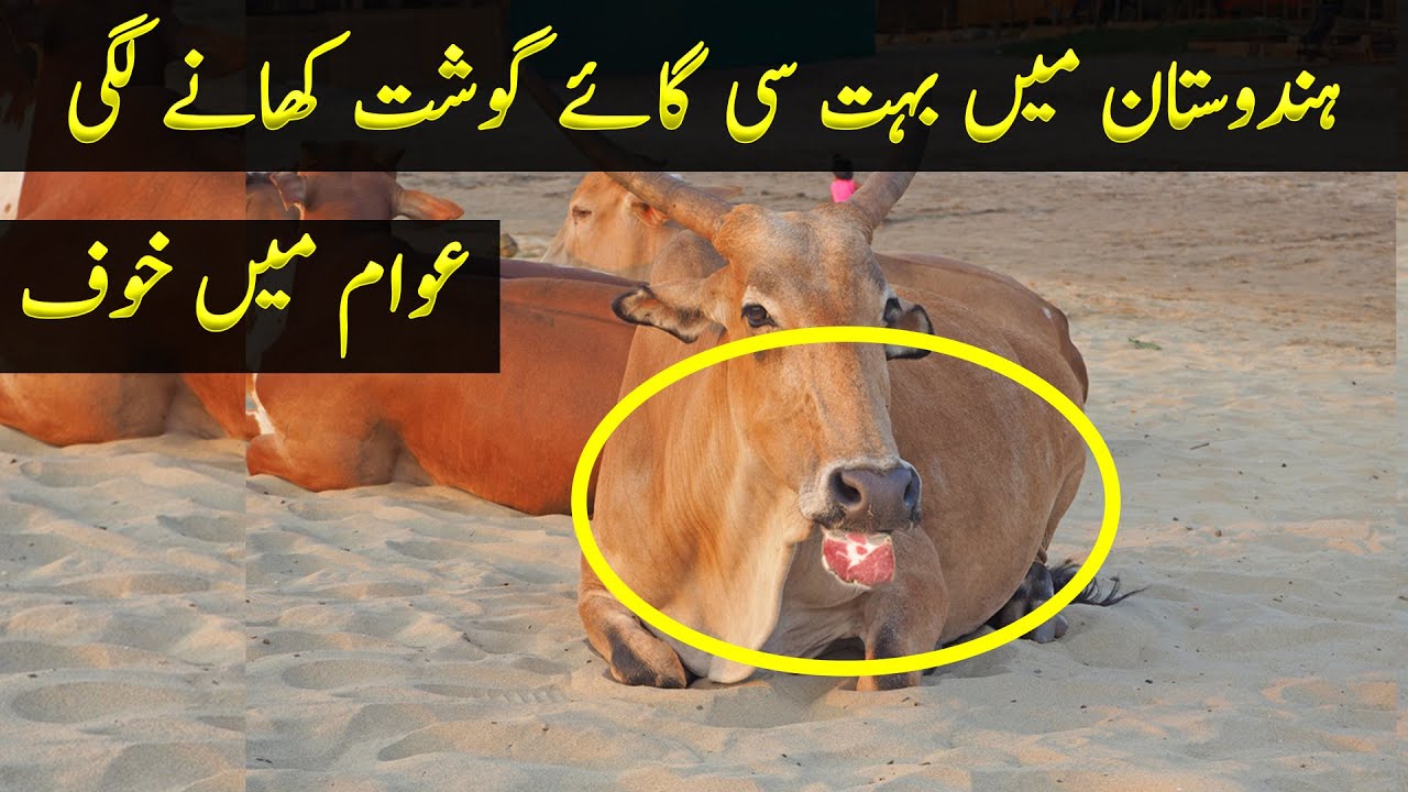 Carnivore Cows of India - YouTube