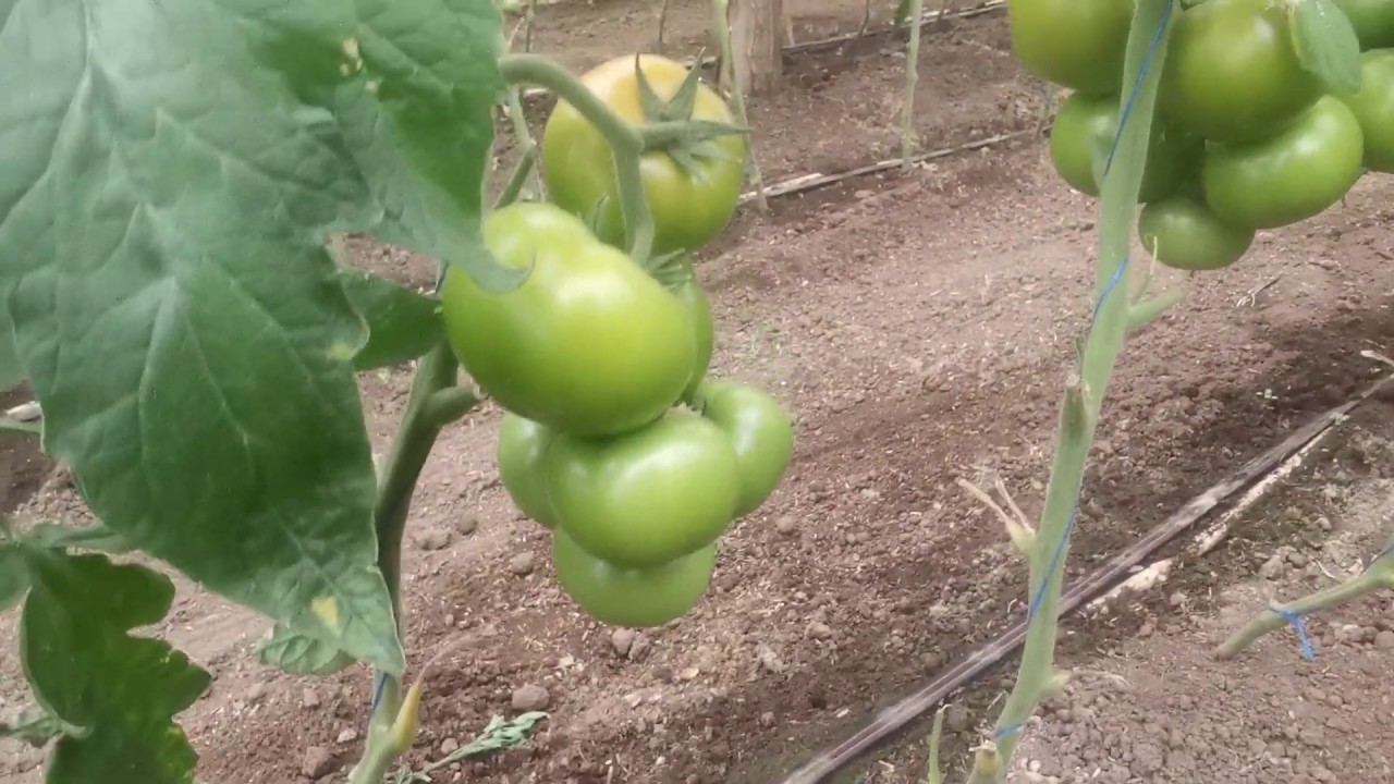 Umagna RZ F1 este un hibrid de tomate de tip generativ, cu creștere ...