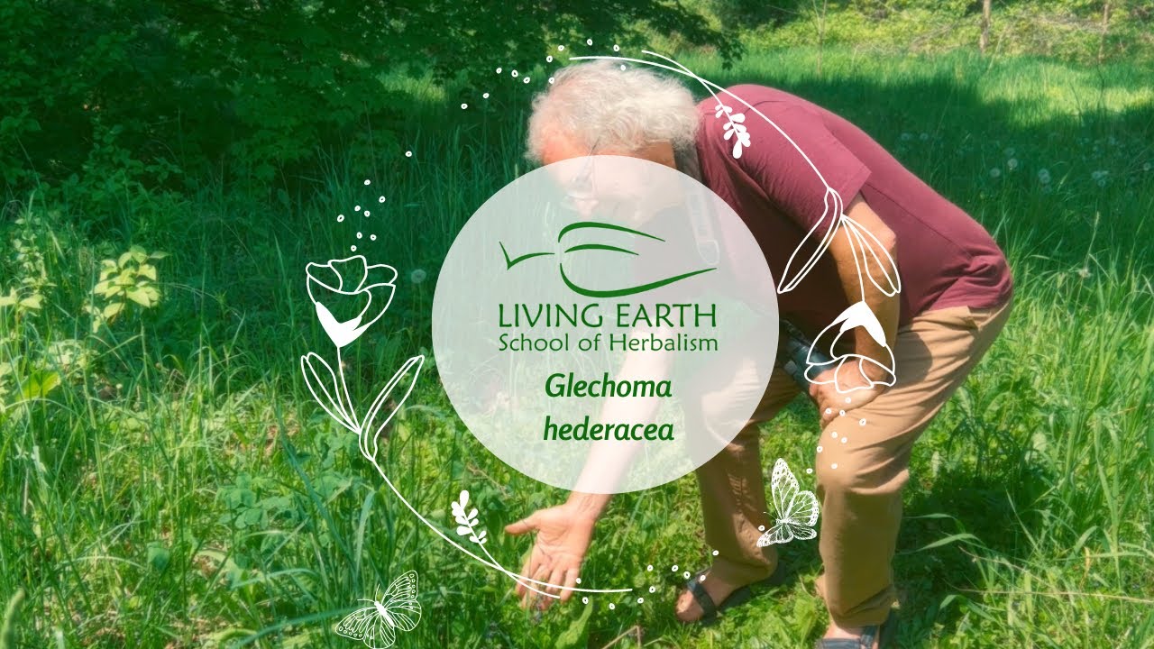 Medicinal Properties of Ground Ivy (Glechoma hederacea) ~ Michael ...