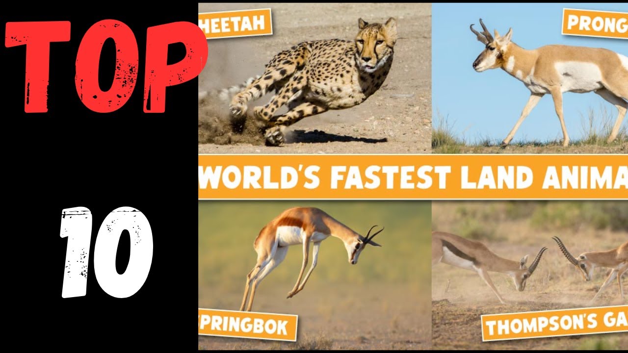 🔴top 10 fastest creatures everrr - YouTube