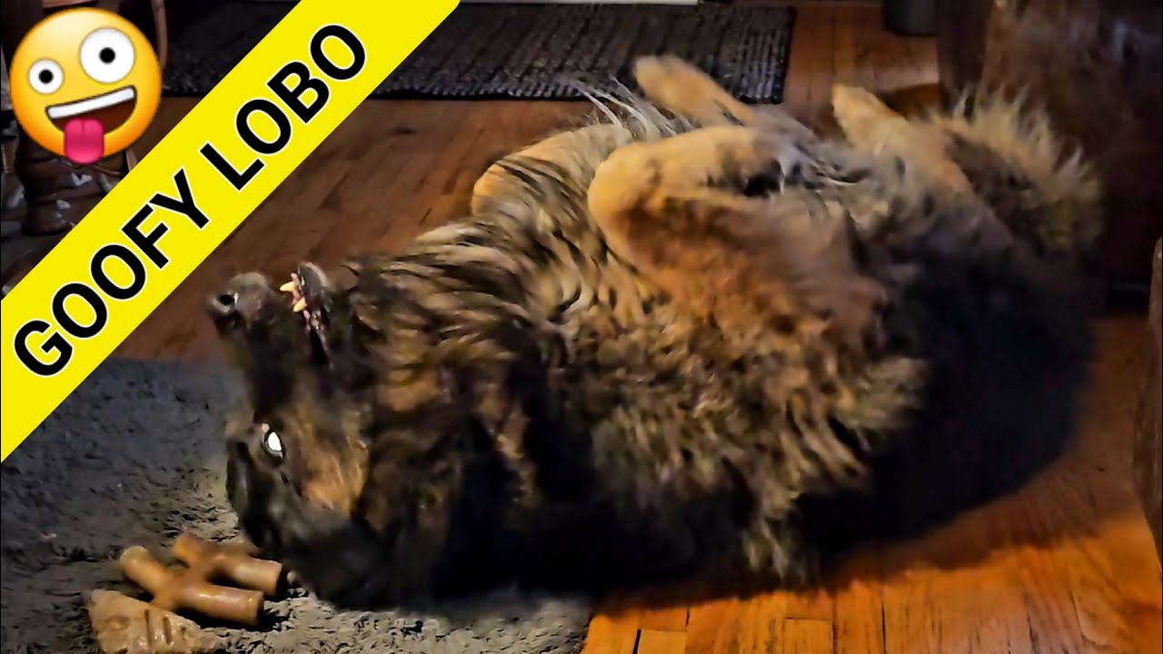 Lobo Acting Goofy - YouTube