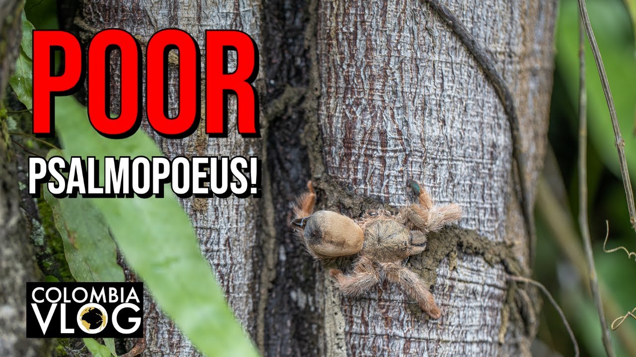 Psalmopoeus Emeraldus