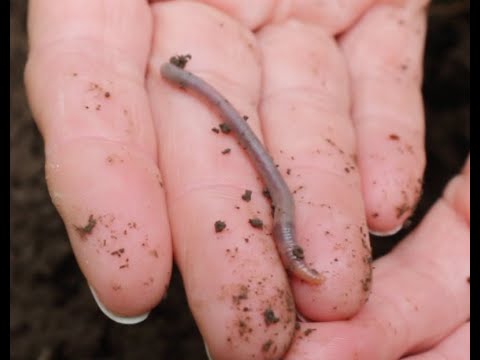We're Going on a Worm Hunt! with Outdoor Education Adventures - YouTube