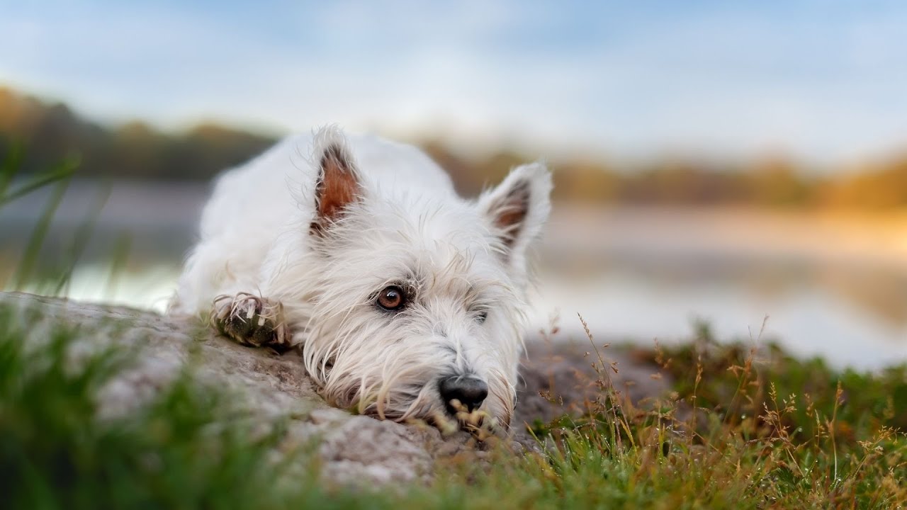 Exercising Your Westie: 7 Fun Activities for West Highland White ...