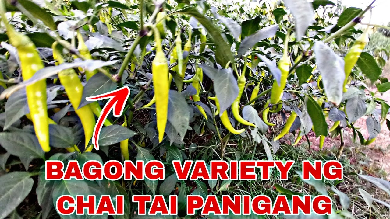 🔴BAGONG VARIETY NG PANIGANG||SILING HABA||NAPAKATIBAY SA HANGIN - YouTube