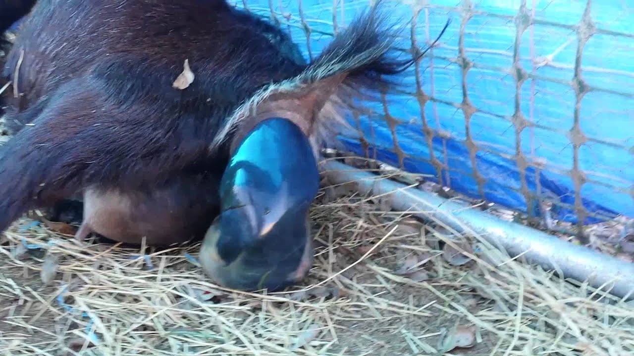 Pygmy goat birth - YouTube