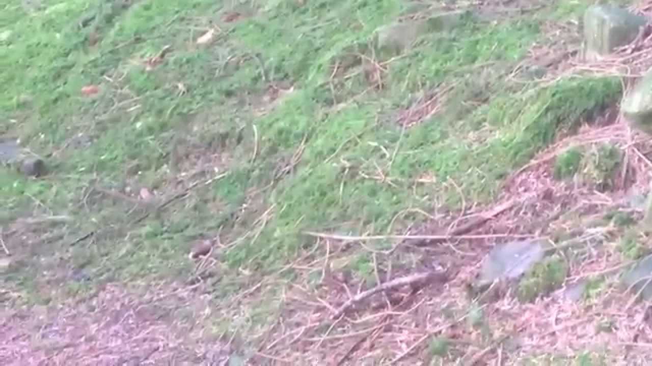 Red squirrels near Hawes, Yorkshire Dales - YouTube