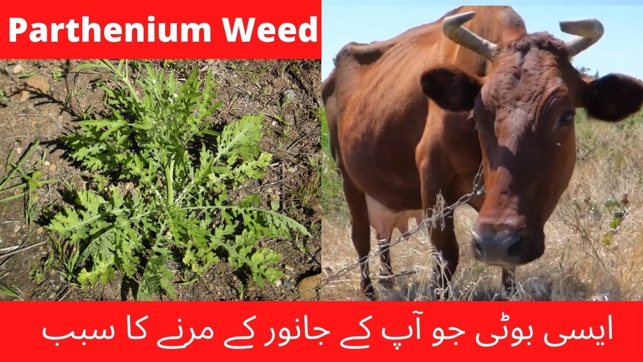 Gajar Boti Janwar or Insan Dono k lie Khatarnaak - Carrot Grass ...