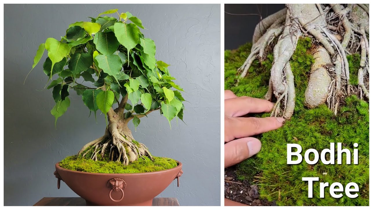 Adding Moss to Bodhi Bonsai Tree for show - YouTube