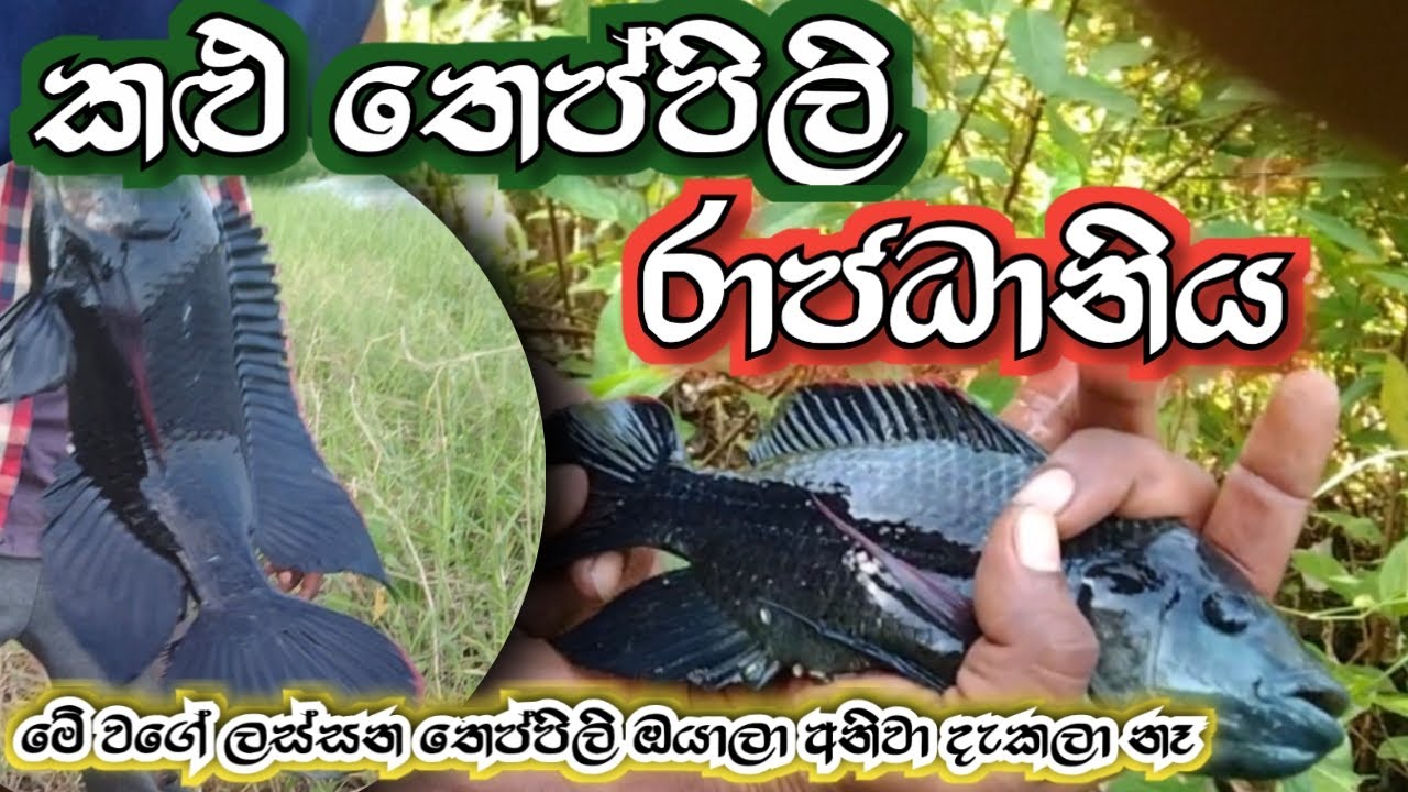 මෙච්චර ලස්සන කළු තෙප්පිලි දැකලා තියෙනවද මචෝ | village boy fishing ...