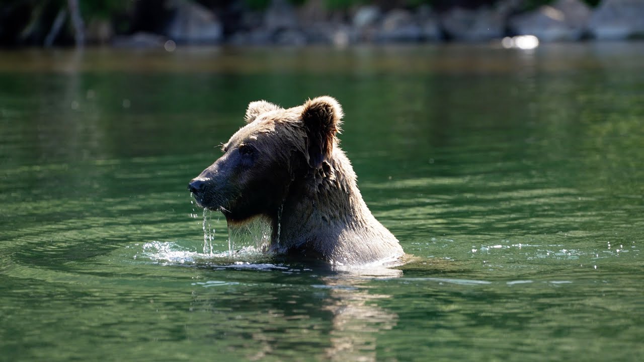 Experience Alaska's Brown Bears Up Close: Big River Lakes Fly Out ...