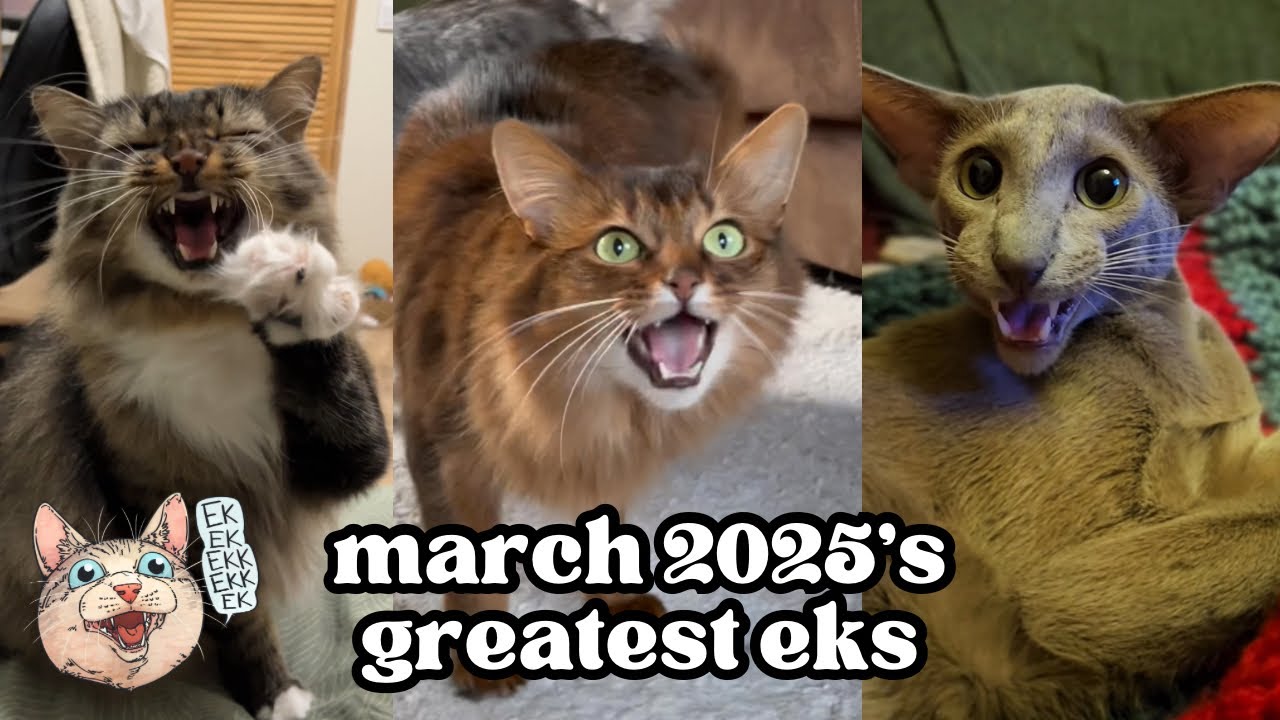 ekekekkekkek compilation - BEST Cat Chirping, Chittering Chattering ...
