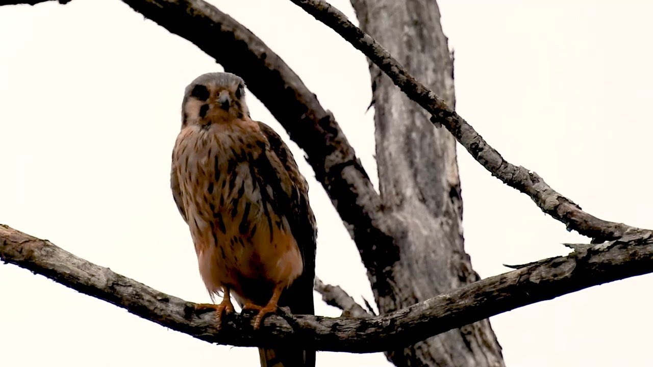 SPECIES BIRDS OF PREY AMERICAN KESTREL, ROADSIDE HAWK, SAVANA, BLACK ...