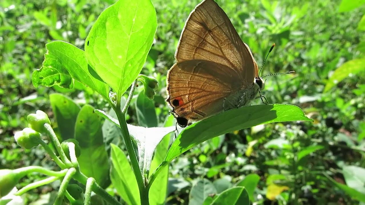 Butterfly Defense...!!! - YouTube