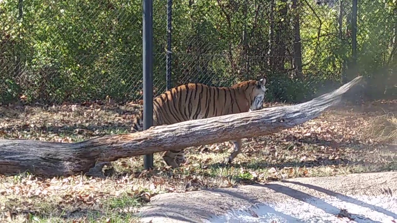 Three legged tiger !!! Dickerson park zoo - YouTube