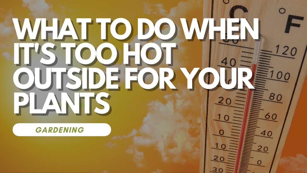 What to Do When It's Too Hot Outside for Your Plants - YouTube