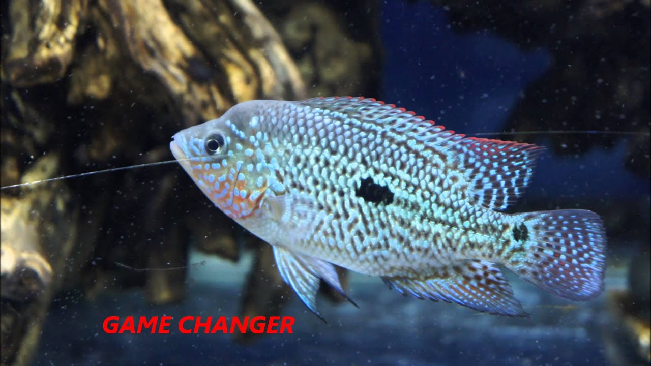 Umbee Cichlid