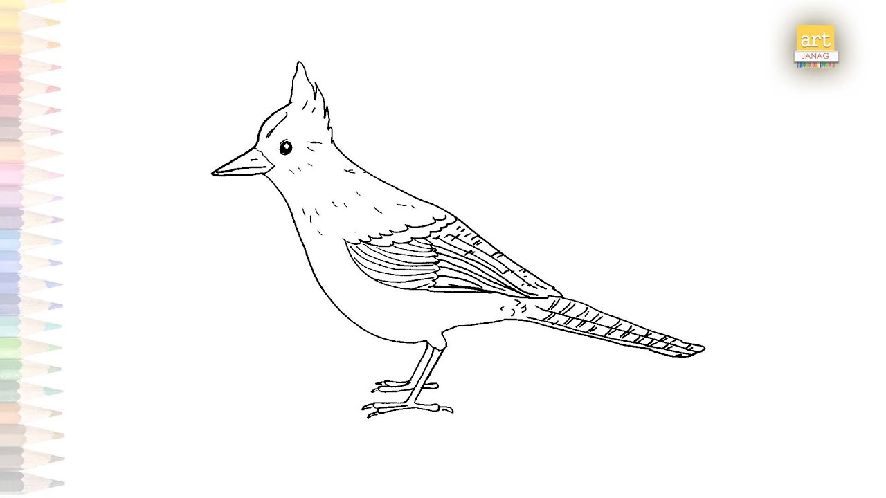 Steller's jay drawing easy | Art tutorial | How to draw Steller's jay step by step | #artjanag ...