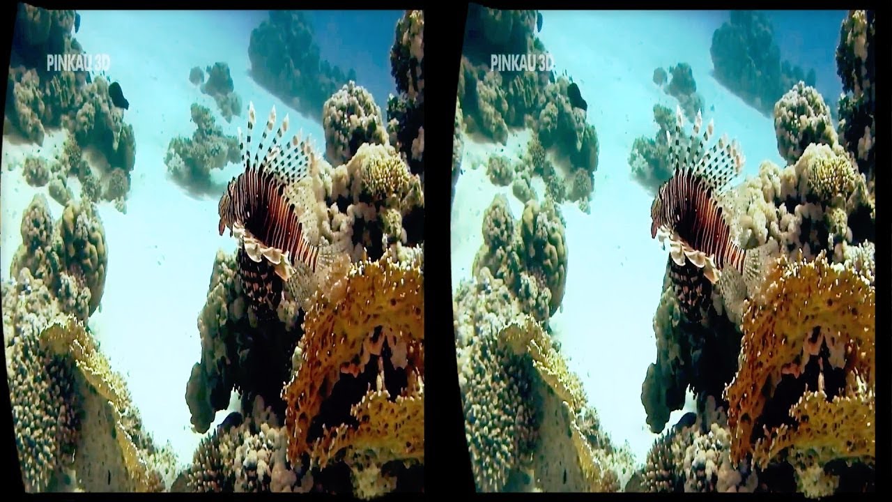 360 VR VIDEOS - 3D Ocean World: Underwater - VR Side By Side SBS Google ...