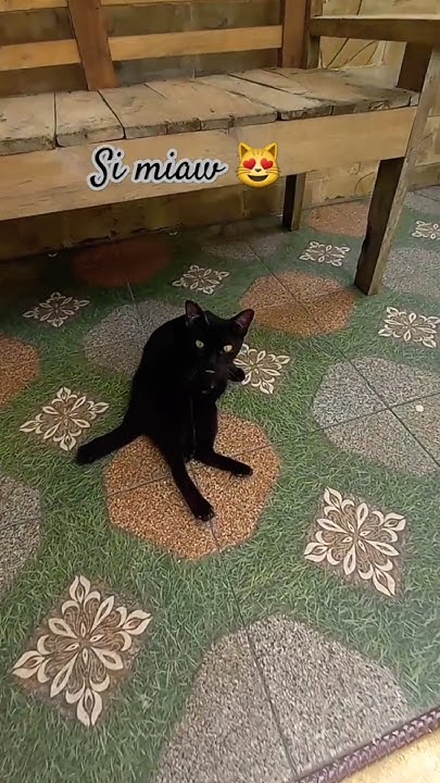 Si item manjaaa #catlover #cat #lucudanmenggemaskan #kucing #kucinglucu ...