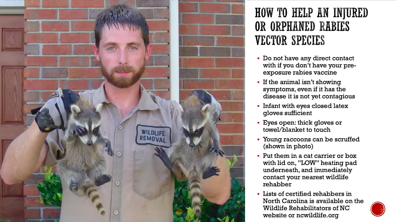 Everything You Need to Know About Rabies and Canine Distemper - YouTube