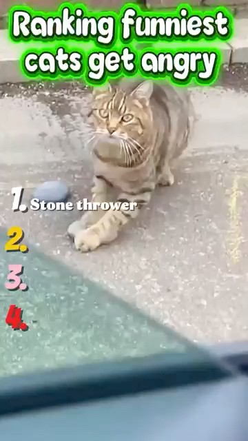 Ranking funniest cats get angry 😂 - YouTube