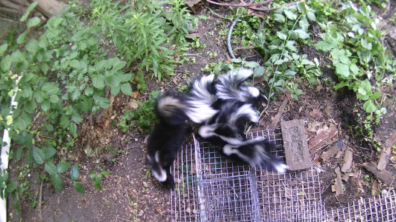 Skunk Behaviour Behind The Scenes - YouTube