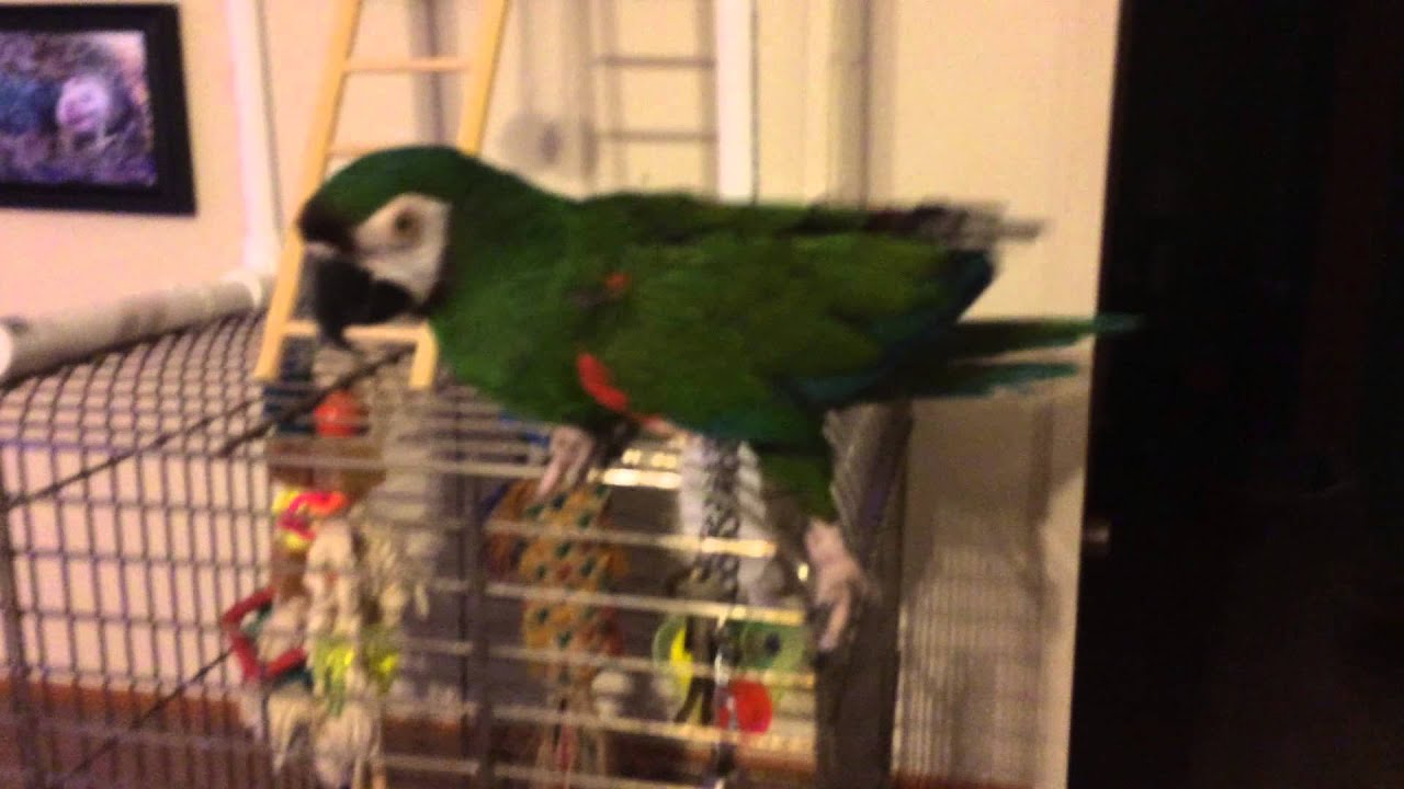 Truman - Mini-macaw dancing to YMCA - YouTube