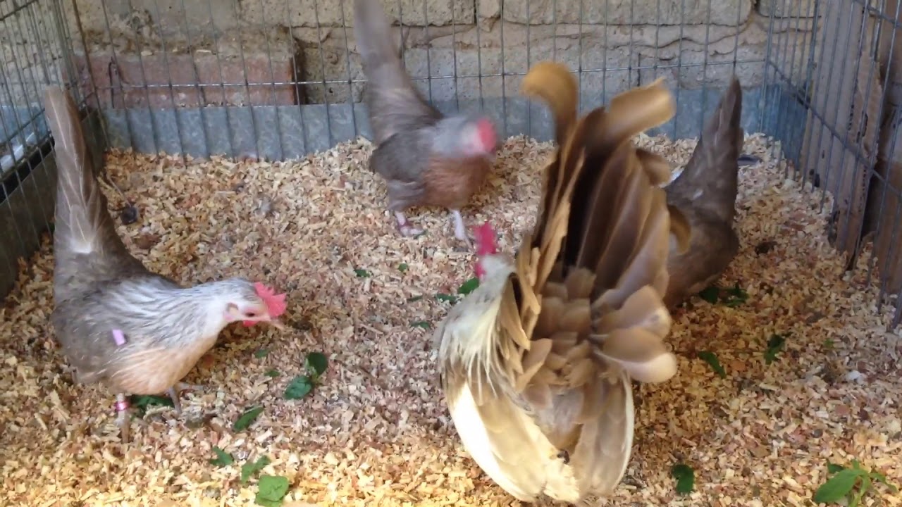 Gallo miniatura Azteca Criadero San Matías Zapopan Jalisco mex OEGB ...