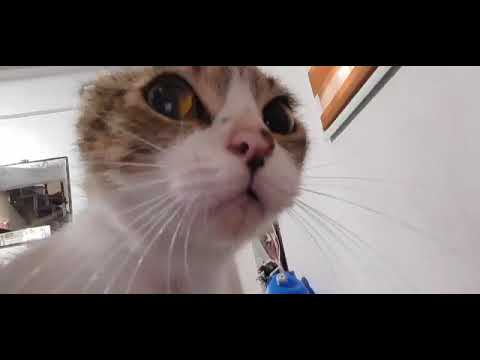 chippy the cat - YouTube