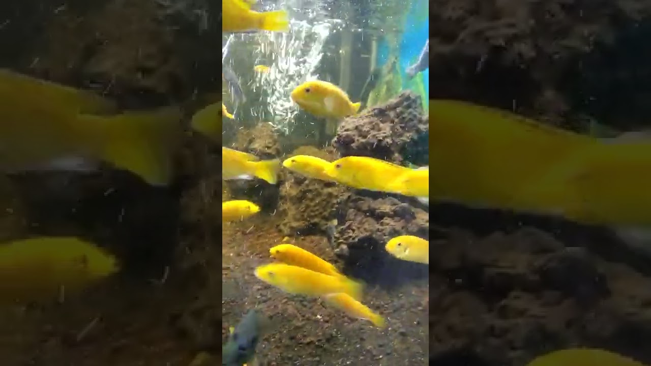 kuning kuning - YouTube