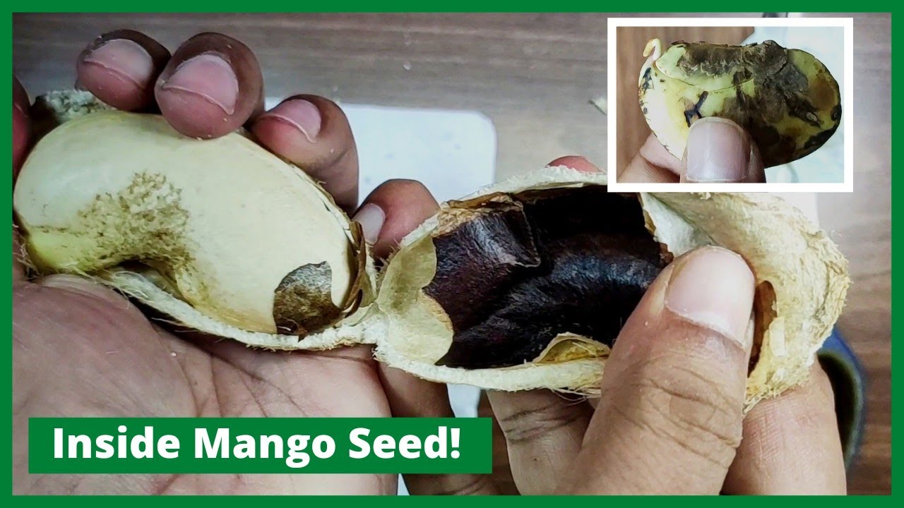 What's inside a Mango seed? Mango plant germination and growth! - YouTube