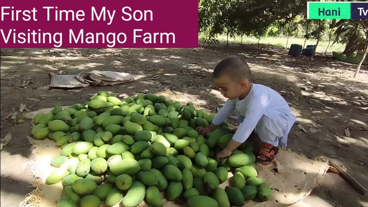 First Time My Son Visiting Mango Farm Full Enjoying | First Time My Son ...