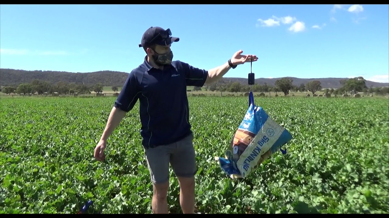 PGW Australia Pallaton Raphno POC Trial Taminick Nth Vic - YouTube