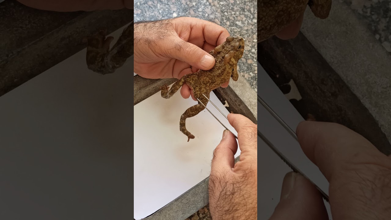 External Features of toad (1) - YouTube