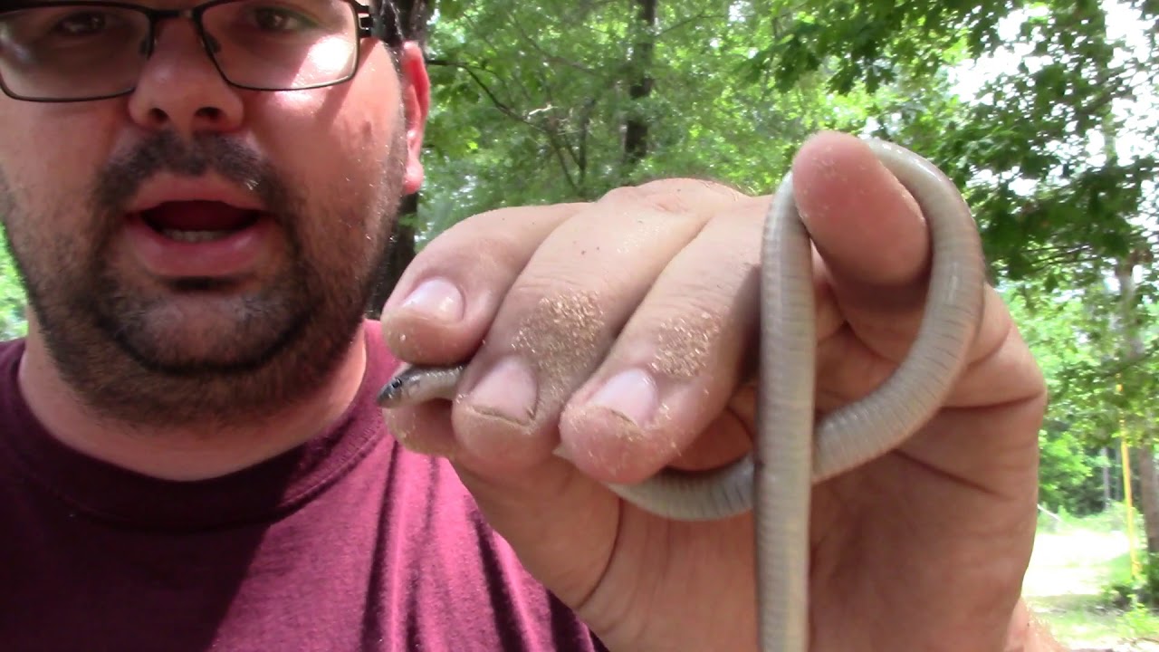 Burning a brush pile and more snakes - YouTube