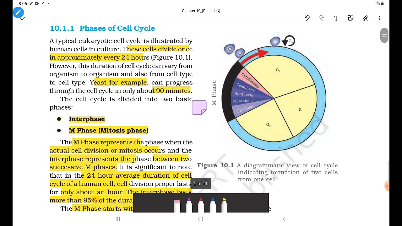 Cell Cycle and Cell Division (NCERT Based) L1 - YouTube
